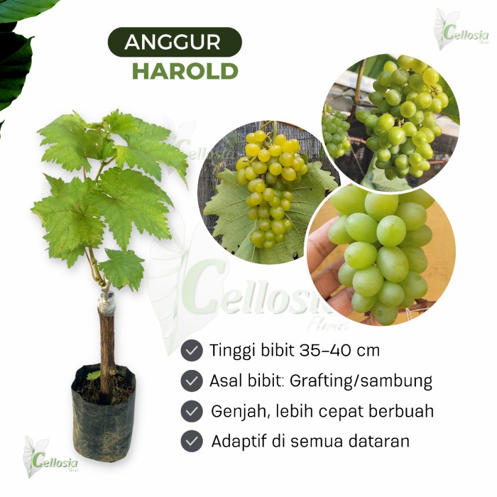 Jual Bibit Tanaman Anggur Import Harold (Grafting, Cepat Berbuah) EE11 ...