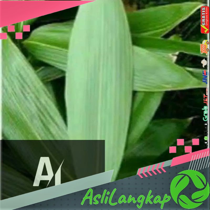 Jual paket hemat Daun Bambu Super Lebar Segar untuk bungkus Bacang ...