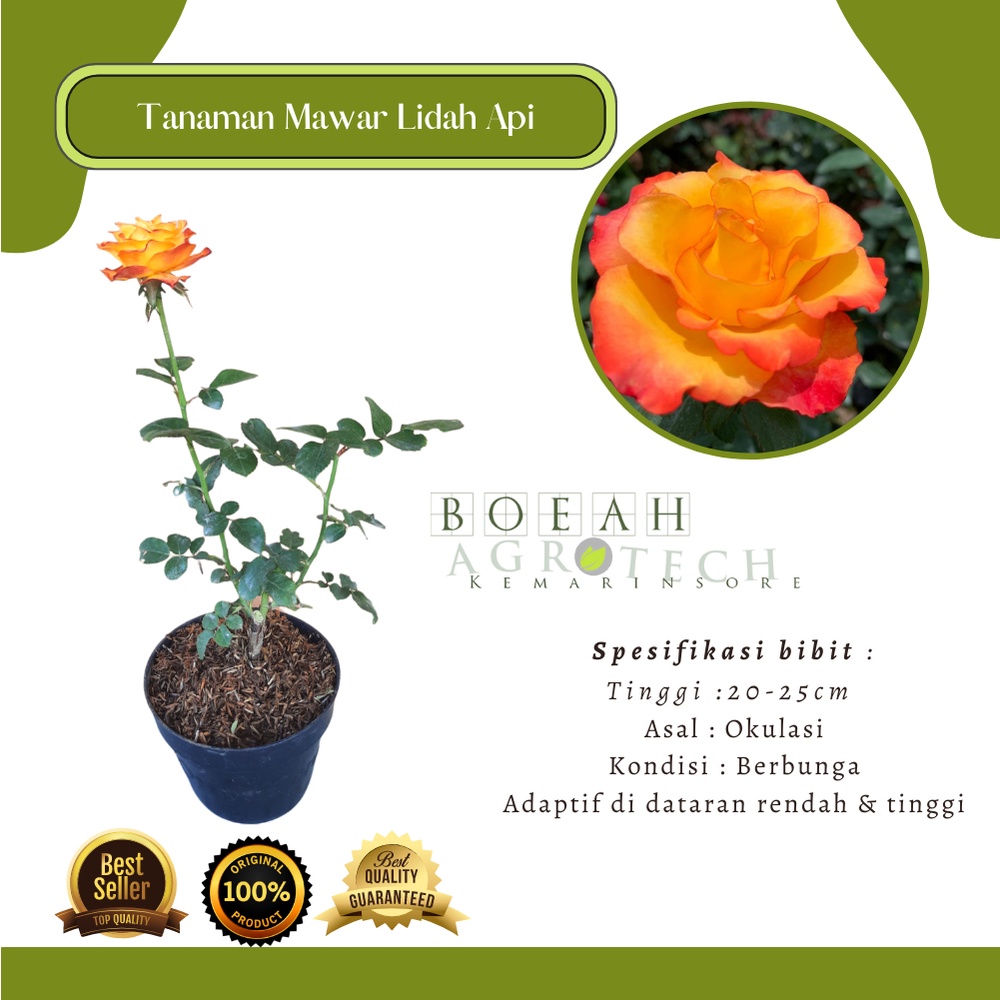 Jual Bibit Tanaman Bunga Mawar Ecer Warna Sudah Berbunga Bisa Pilih ...