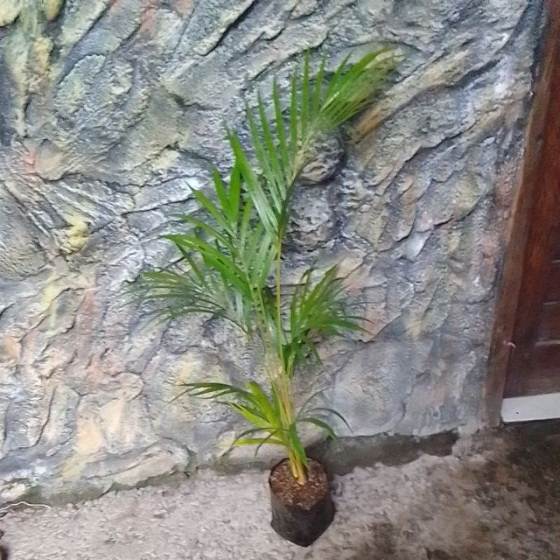 Jual Palem kuning ukuran XL | Shopee Indonesia