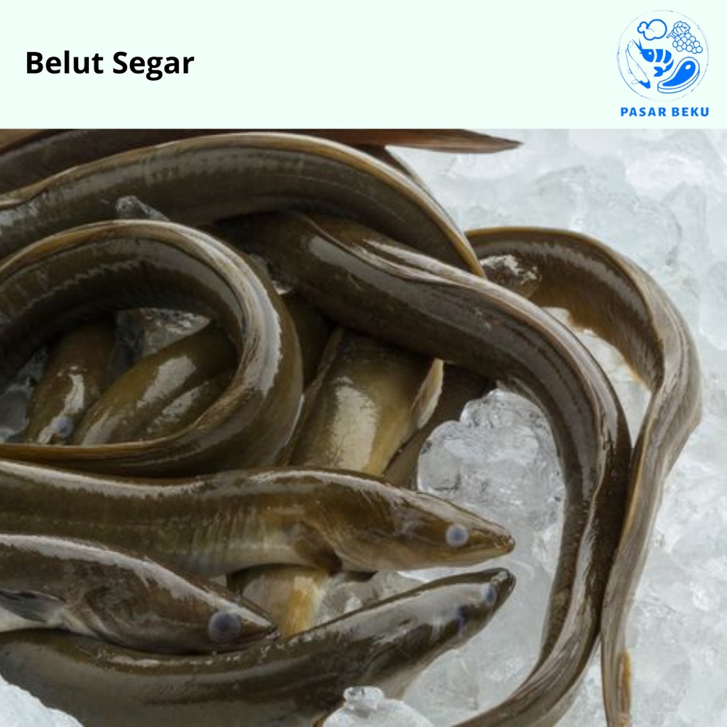 Jual Belut Segar 500gr Belut Potong Belut Sawah Pasar Beku Padang ...