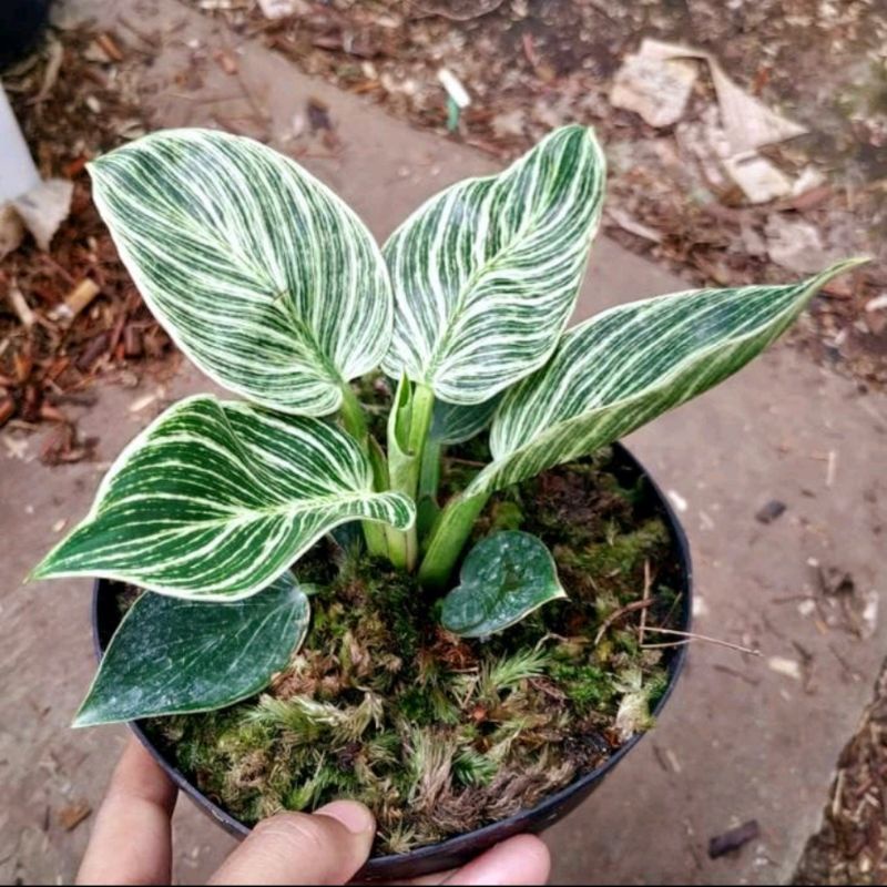 Jual Tanaman Hias Philodendron Birkin Mutasi Remaja 3-5 daun besar ...