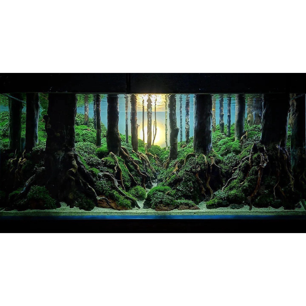 Jual Nickz aquascape natural jungle sunset 120 cm fullset | Shopee ...