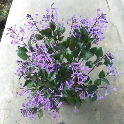 Jual tanaman hias bunga monica ungu/kumis kucing/lavender monica ...