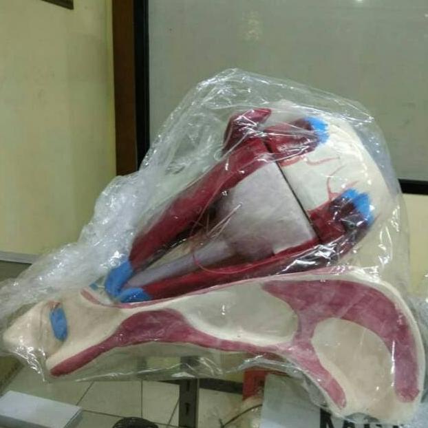 Jual TORSO MATA model mata alat peraga biologi torso mata | Shopee ...