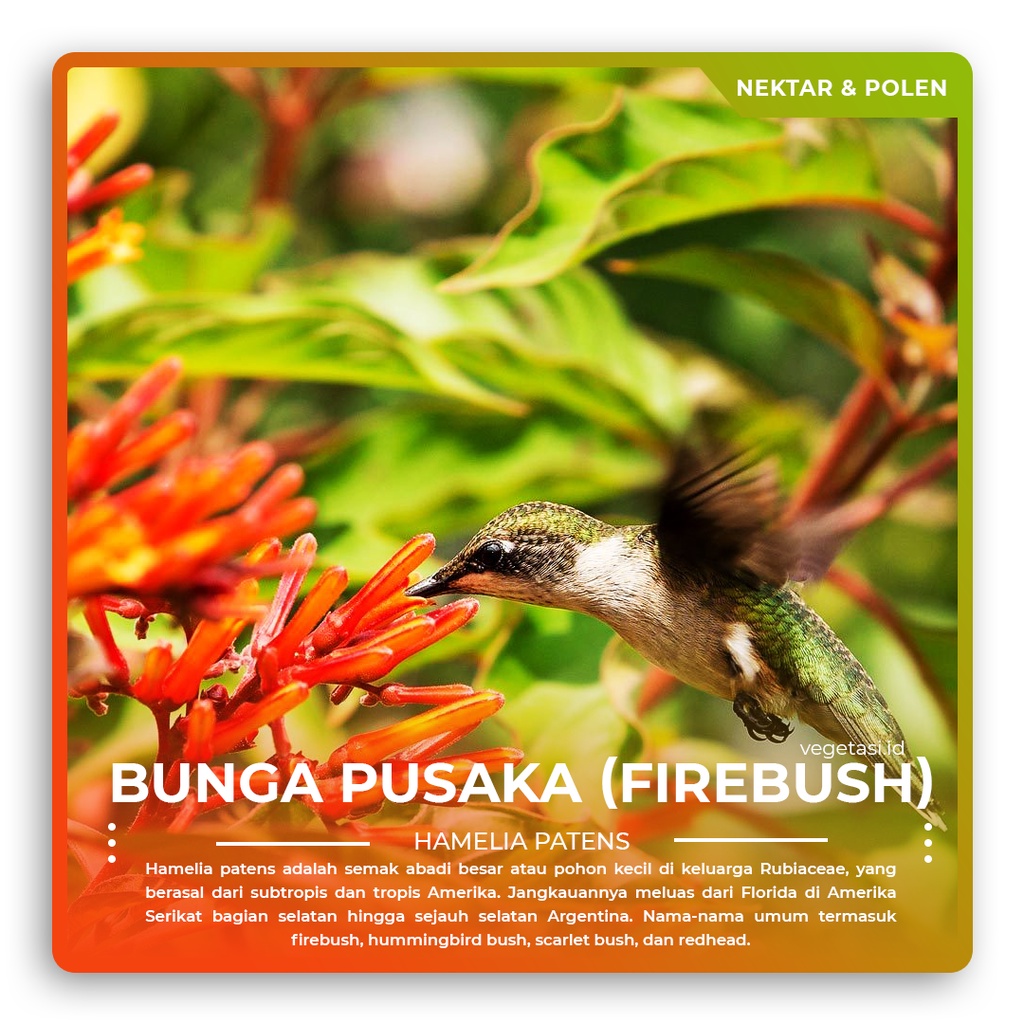Jual Bunga Hamelia Patens / Firebush / Bunga Pusaka Oren / Tanaman Hias ...