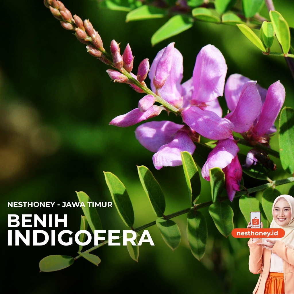 Jual Benih Biji Indigofera Bunga Vegetasi Lebah | Shopee Indonesia