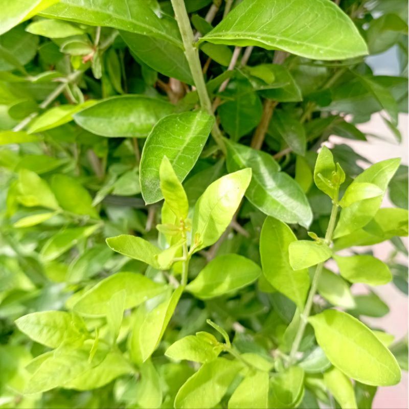 Jual TANAMAN HERBAL DAUN PACAR KUKU/PACAR ARAB/INAI | Shopee Indonesia