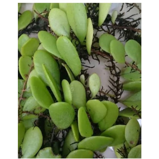 Jual Daun sisik naga/picisan 250 gram | Shopee Indonesia
