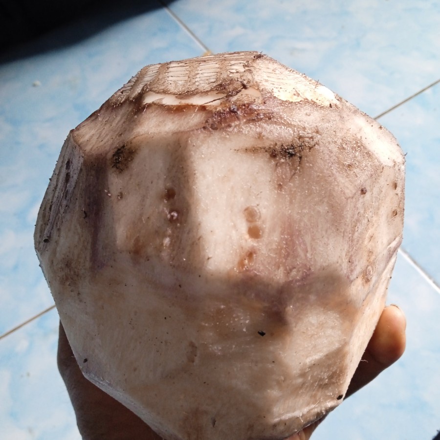 Jual BONGGOL PISANG KEPOK Kupas bersih (1,kg) UNTUK OBAT HERBAL ...