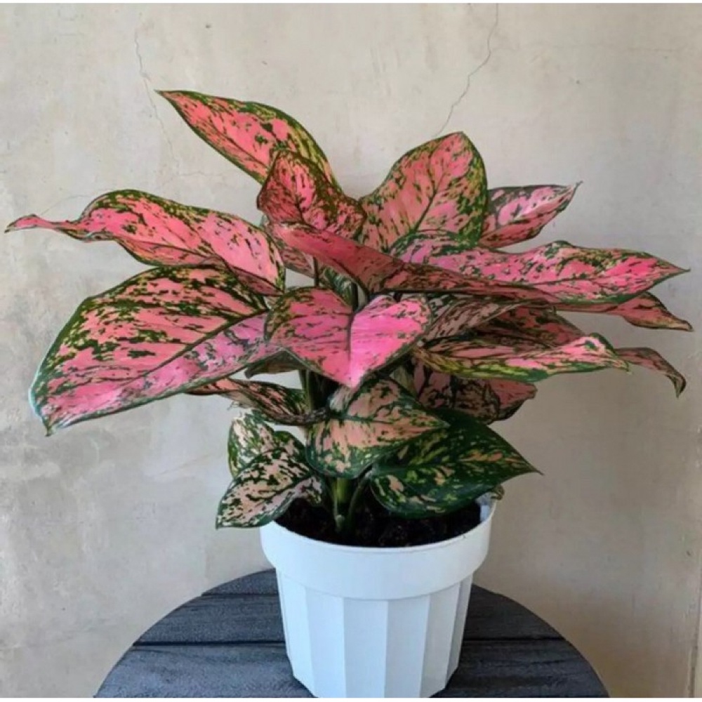 Jual BUNGA AGLONEMA LADY VALENTINE | AGLO PINK BEAUTY | Shopee Indonesia