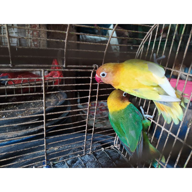 Jual Burung Love Bird pastel Kuning - Hijau 1 Pasang Bandung | Shopee ...
