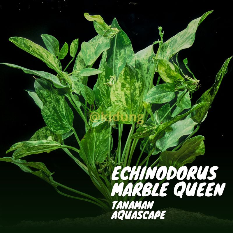 Jual Echinodorus marble queen ( Tanaman Aquascape Tumbuhan Air Aquarium ...