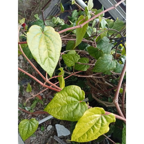 Jual 100 lembar sirih kuning | Shopee Indonesia