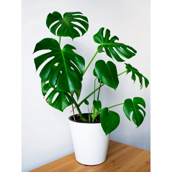 Jual Monstera Deliciosa/borsigiana/king/Tanaman Hias Monstera delicious ...