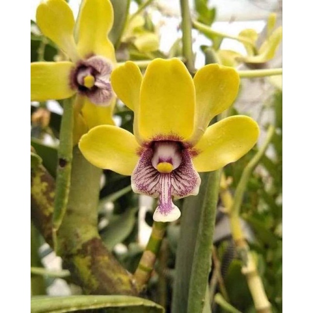 Jual PROMO!!! Dendrobium Violaceoflavens (Anggrek Besi) Spesies Papua ...