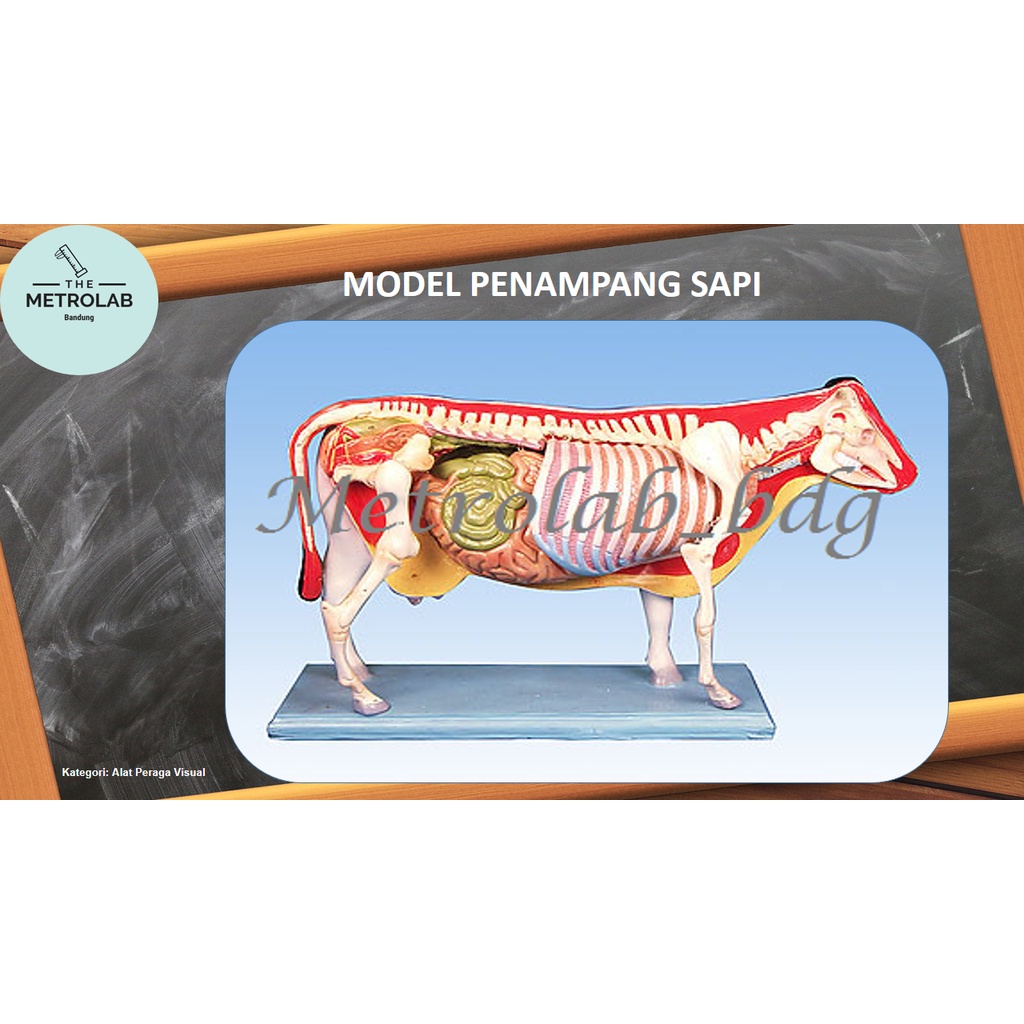 Jual Model Penampang Sapi | Model Sapi | Cow Model | Shopee Indonesia