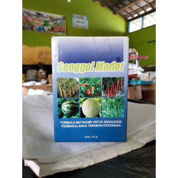 Jual Senggol Modot 150Gr | Shopee Indonesia