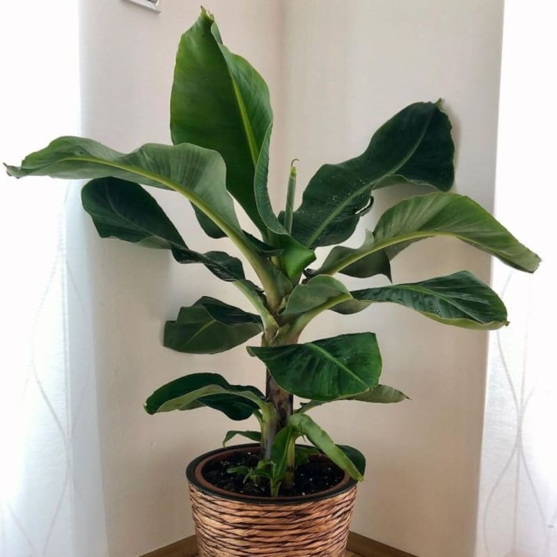 Jual Brazilian Dwarf Bananas | Pohon Pisang Brazil Mini Bonsai | Indoor ...