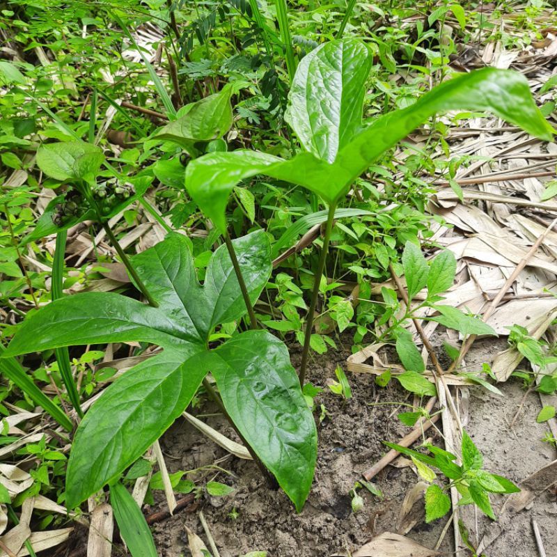 Jual BIBIT TANAMAN GADUNG TIKUS | Shopee Indonesia