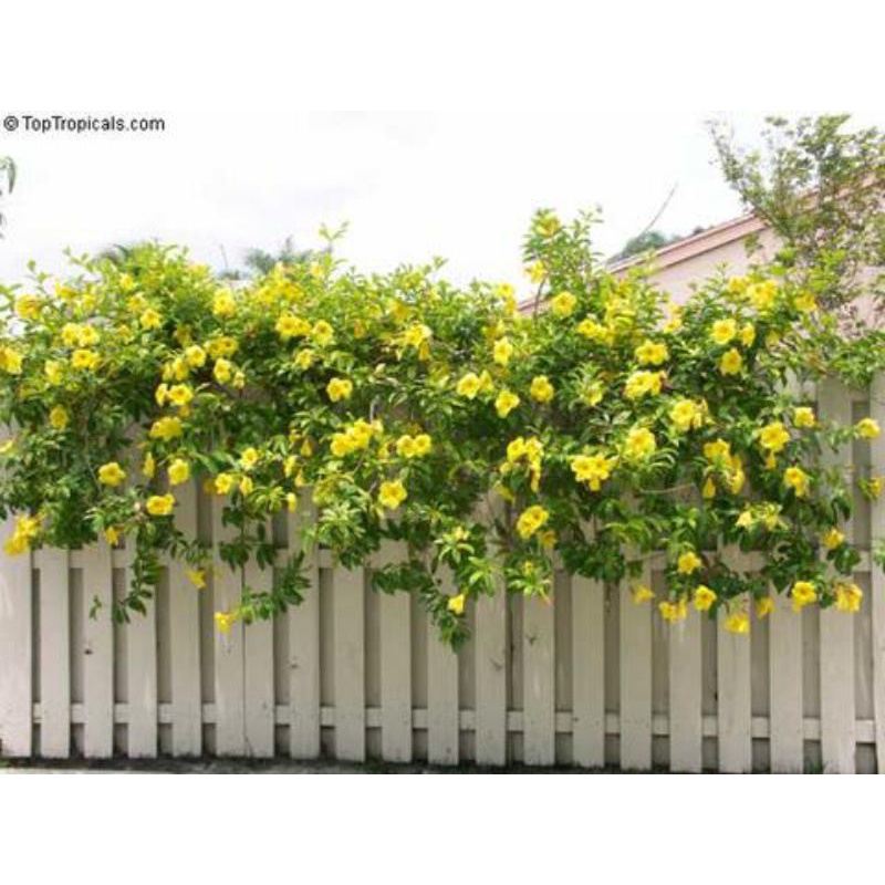 Jual tanaman bunga terompet emas bunga Alamanda kuning | Shopee Indonesia