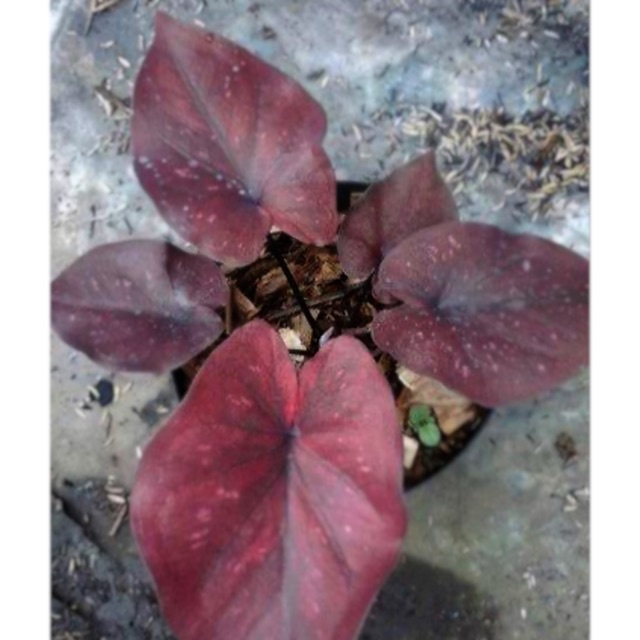 Jual Menerima Pesanan COD/Tanaman Caladium/Tanaman Red Ruby/Tanaman ...
