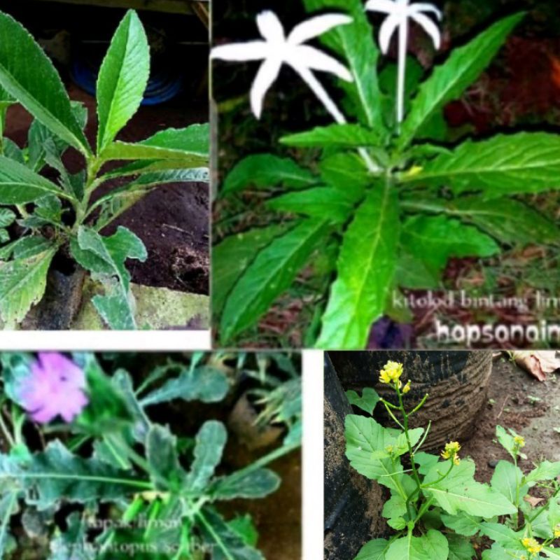 Jual benih & Tanaman Tapak Liman Kitolod bintang lima Sawi Tanah Rumput ...