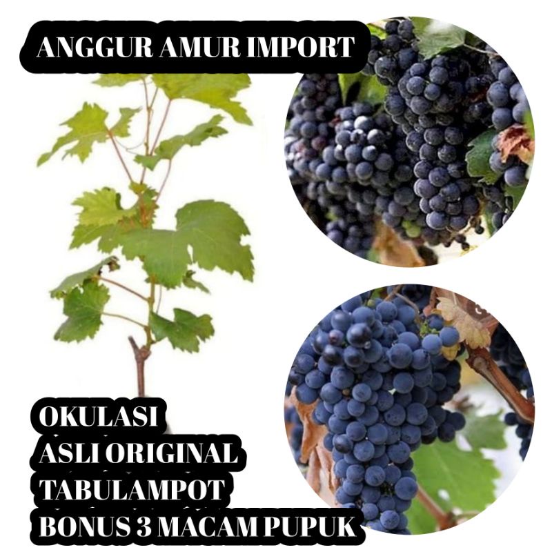 Jual BIBIT ANGGUR AMUR ANGGUR IMPORT ASLI ORIGINAL BIBIT UNGGUL ...
