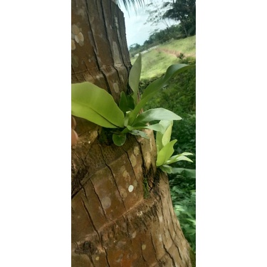 Jual Simbar (Kadaka pohon) karpet/ pohon /pot /bunga / bonsai / tanaman ...