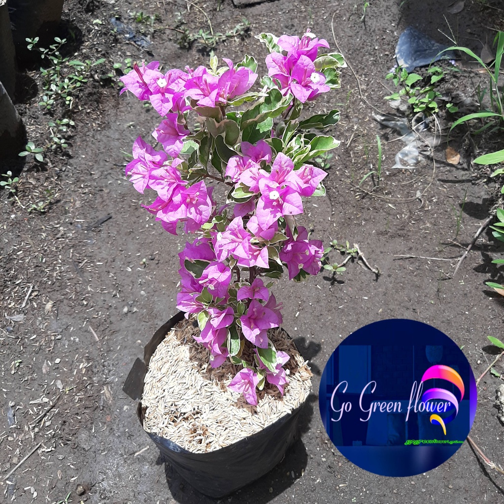 Jual BOUGHENFILLE VARIGHATA UNGU ORIGINAL bunga kertas TANAMAN HERBAL ...