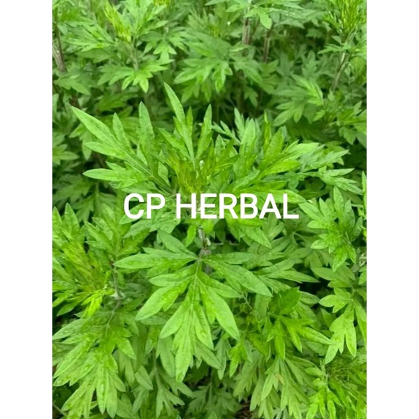 Jual daun baru cina mugwort daun ngeh lokal mala asli segar per 250gram ...