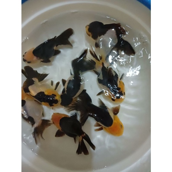Jual ikan mas koki oranda panda / koki hitam putih berkualitas | Shopee ...