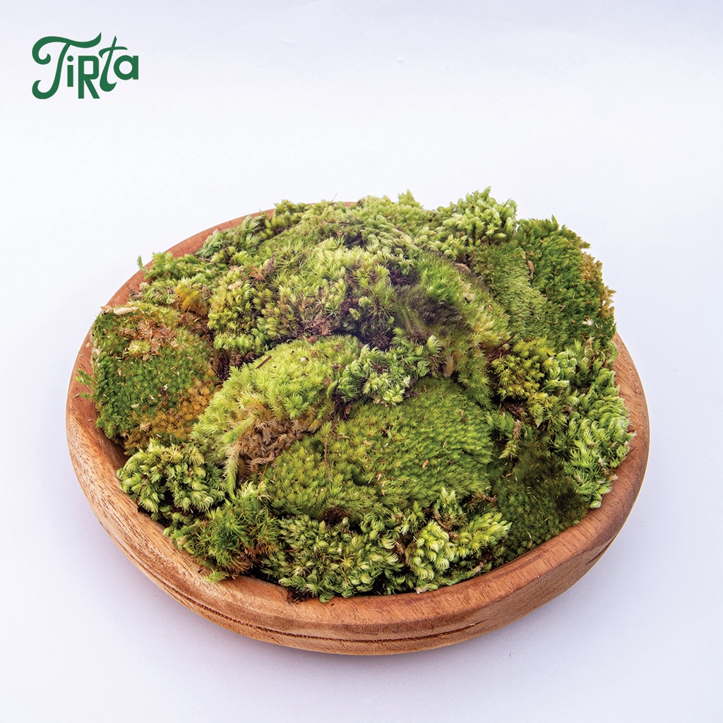 Jual Living Moss - Lumut Hidup -Media Tanam Kualitas Pilihan - 200 gram ...
