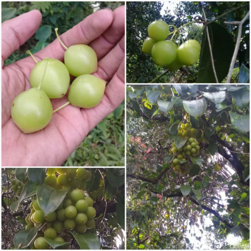 Jual Buah canar/anggur hutan segar bahan manisan 1 kg | Shopee Indonesia