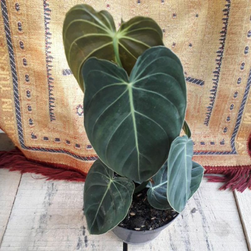 Jual TANAMAN Melano.philodendron melanocrysum tanaman rambat melano ...