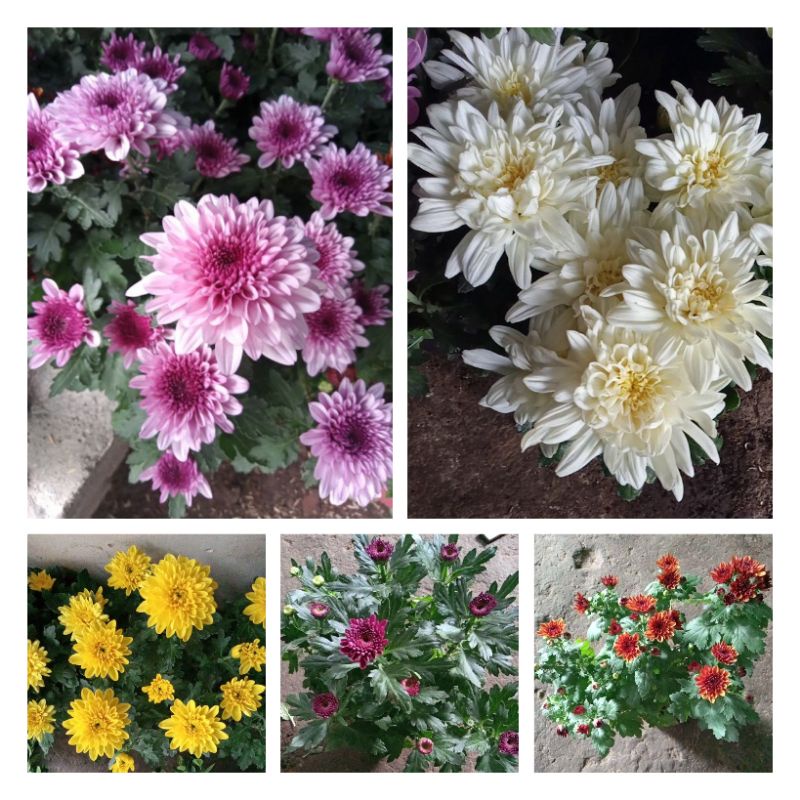 Jual Tanaman Bunga Krisan Aster Aneka Warna Rimbun Isi 6-8 Pohon ...