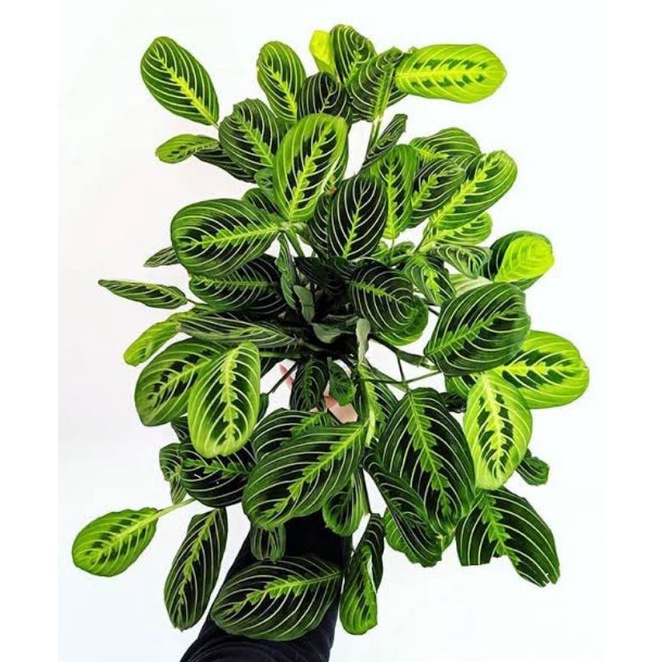 Jual calathea lemon lime | Shopee Indonesia