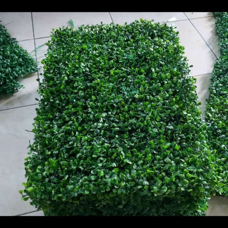 Jual Daun dolar premium 40 x60 cm | Shopee Indonesia