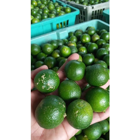 Jual jeruk kunci, jeruk kasturi, jeruk Sonkit, lemon Cui 1kg | Shopee ...