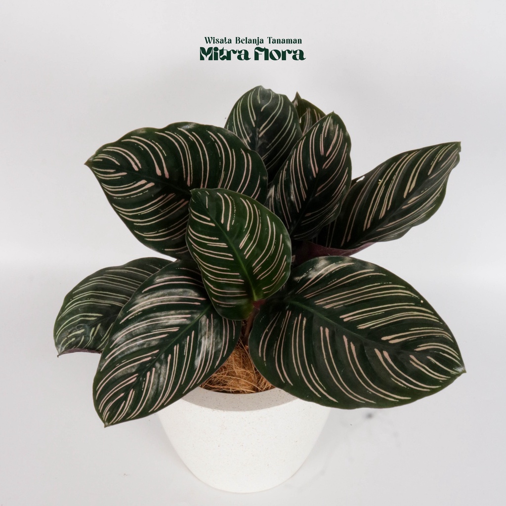 Jual Kalatea | Calathea Batik | Shopee Indonesia