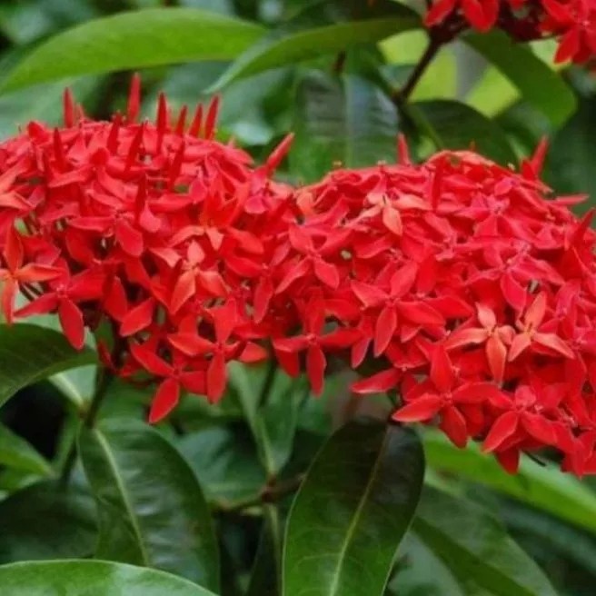 Jual Tanaman hias asoka merah/tanaman asoka merah/pohon bunga asoka ...