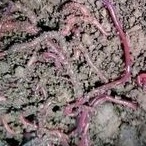 Jual pakan predator cacing tanah merah umpan pancing pakan channa ...