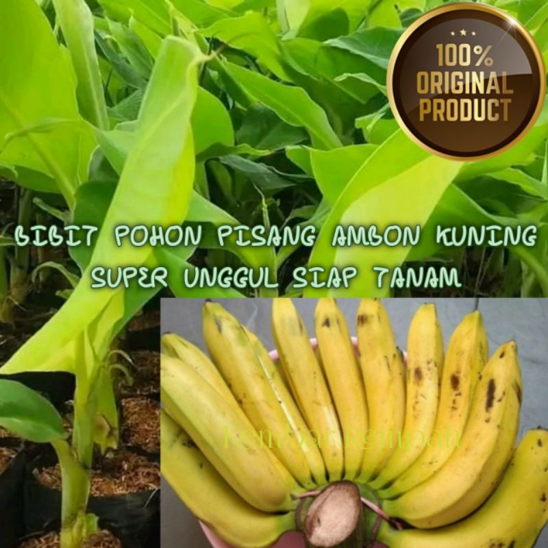 Jual BIBIT PISANG AMBON KUNING SUPER SIAP TANAM | Shopee Indonesia
