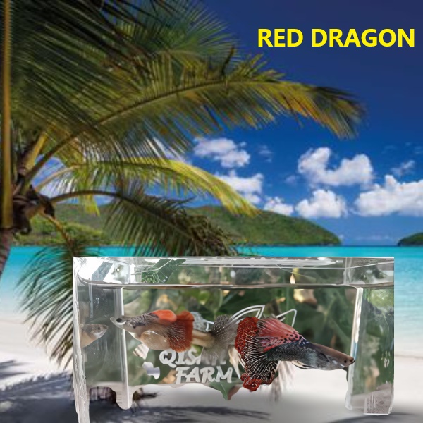 Jual Ikan hias guppy Red Dragon | Shopee Indonesia