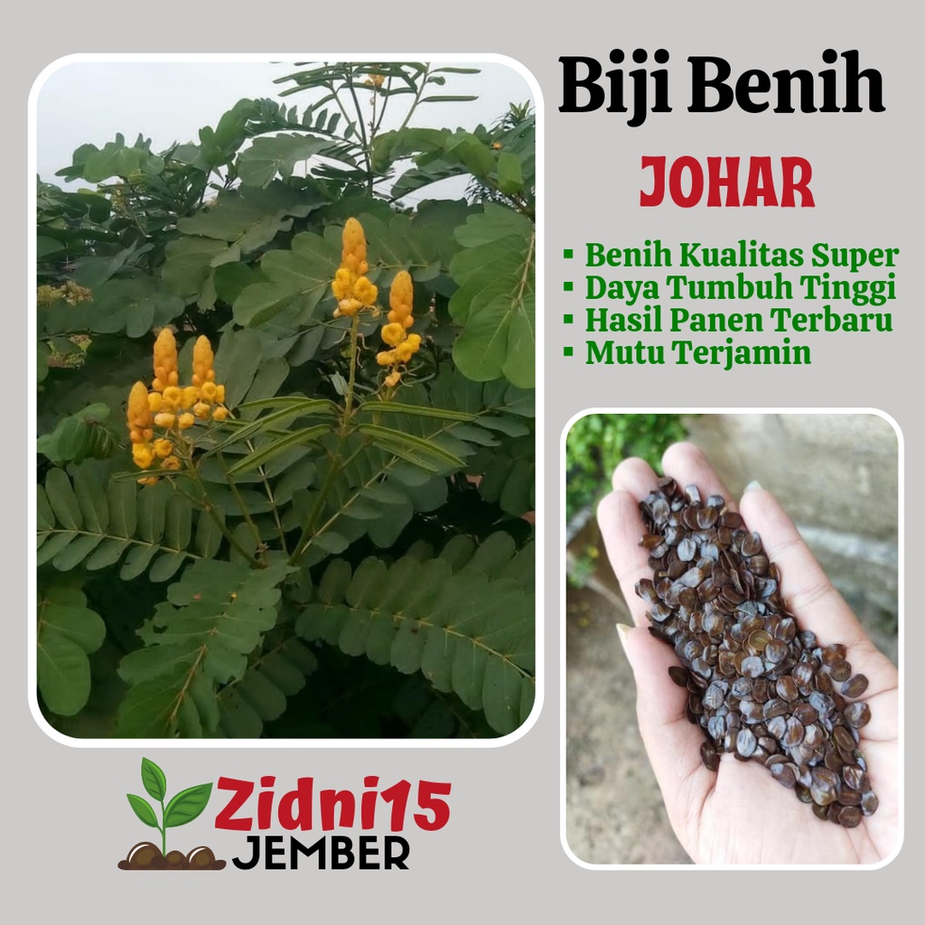Jual [25gram] Biji Benih Johar / Biji Juwar / Senna Siamea / Pohon ...