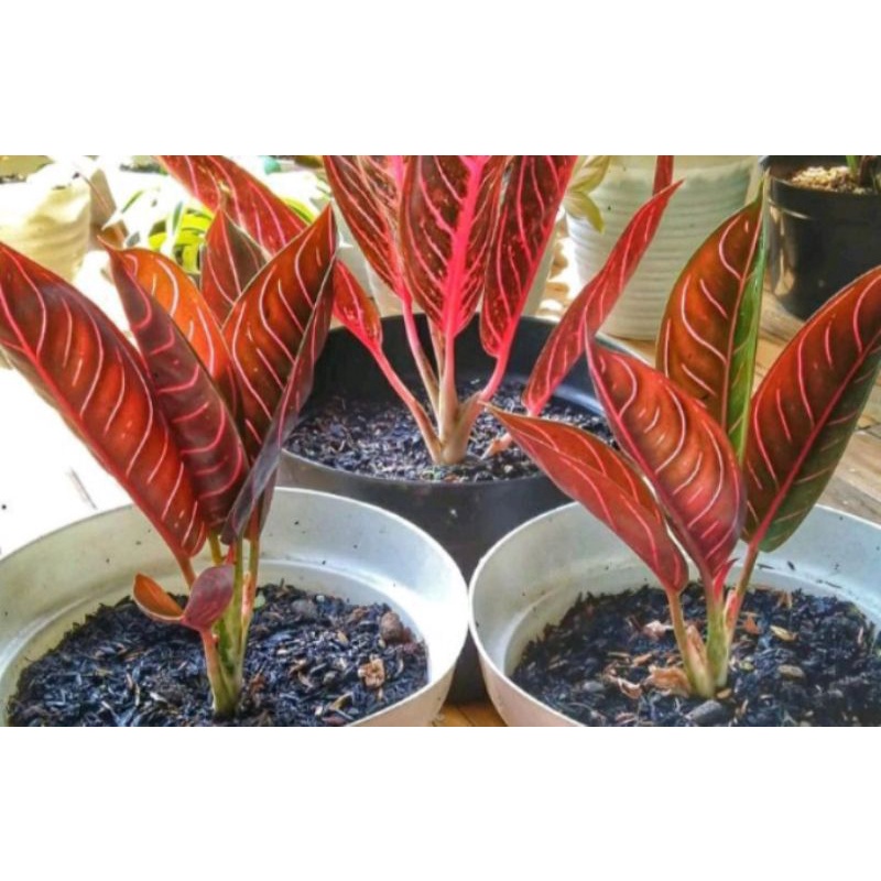 Jual #Tanaman Hias Aglonema Red Sumatra menor | Shopee Indonesia Jual #Tanaman Hias Aglonema Red Sumatra menor | Shopee Indonesia