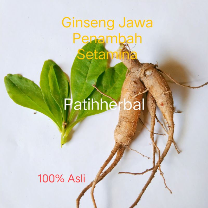 Jual Ginseng Jawa Toga 100% Asli herbal alami per 50 gram | Shopee ...