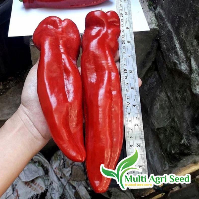 Jual 2 Biji Benih Cabe Giant Sweet Italian Bibit Cabai Besar | Shopee ...