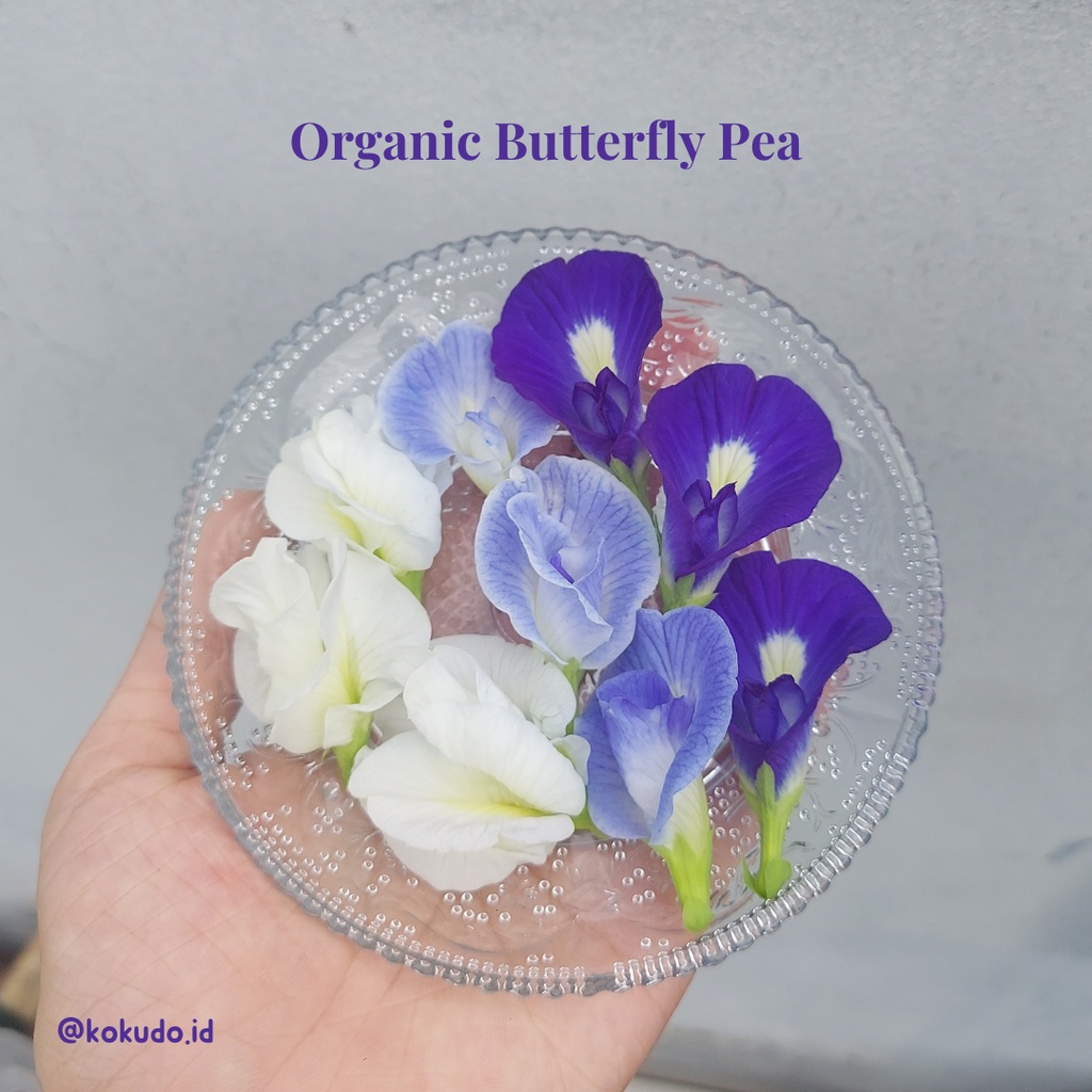 Jual Organic Butterfly Pea / Bunga Fresh Cut Edible Flower Segar ...