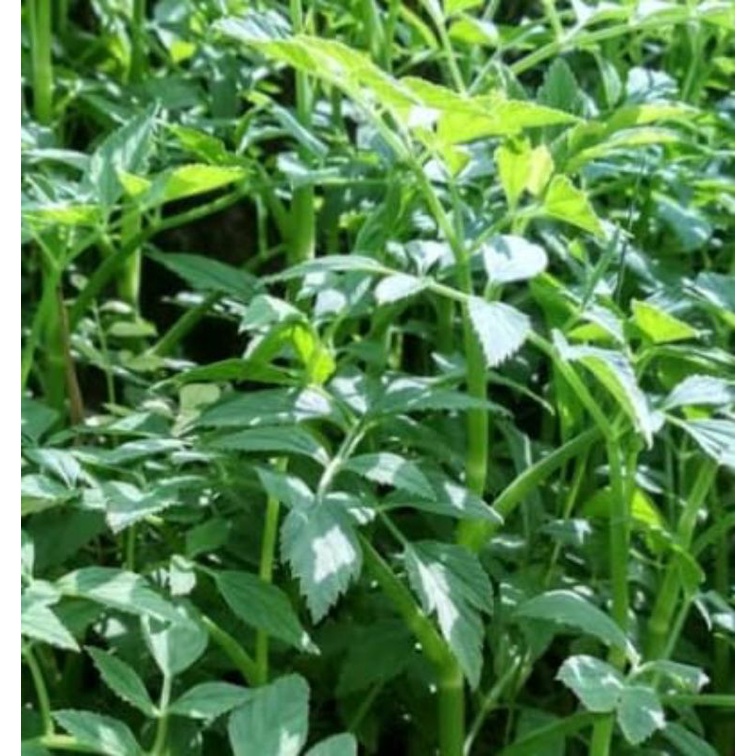 Jual Daun tespong segar 250 gram | Shopee Indonesia